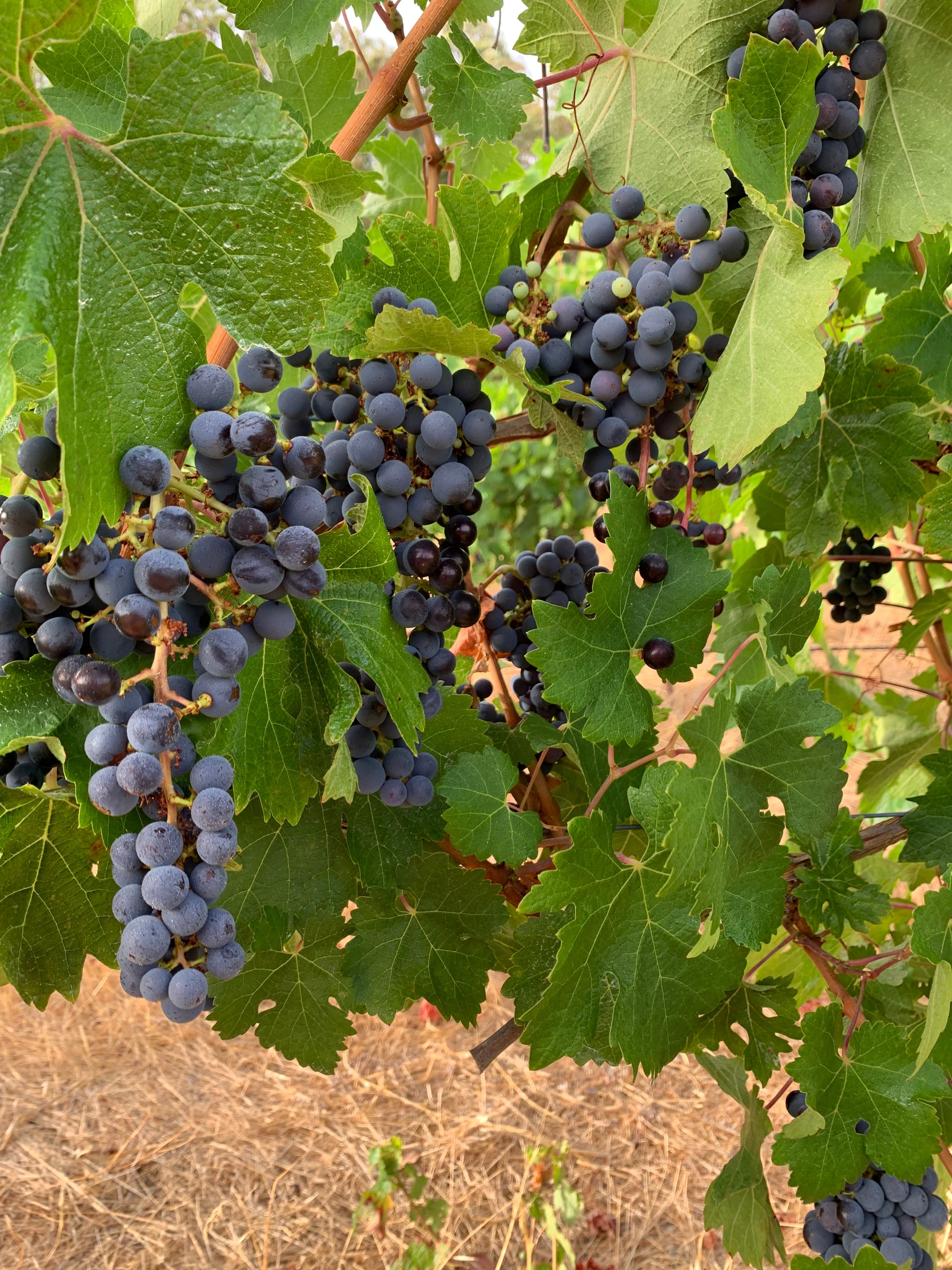 2025 Vintage Update from Stuart Pierce – Harvey River Estate